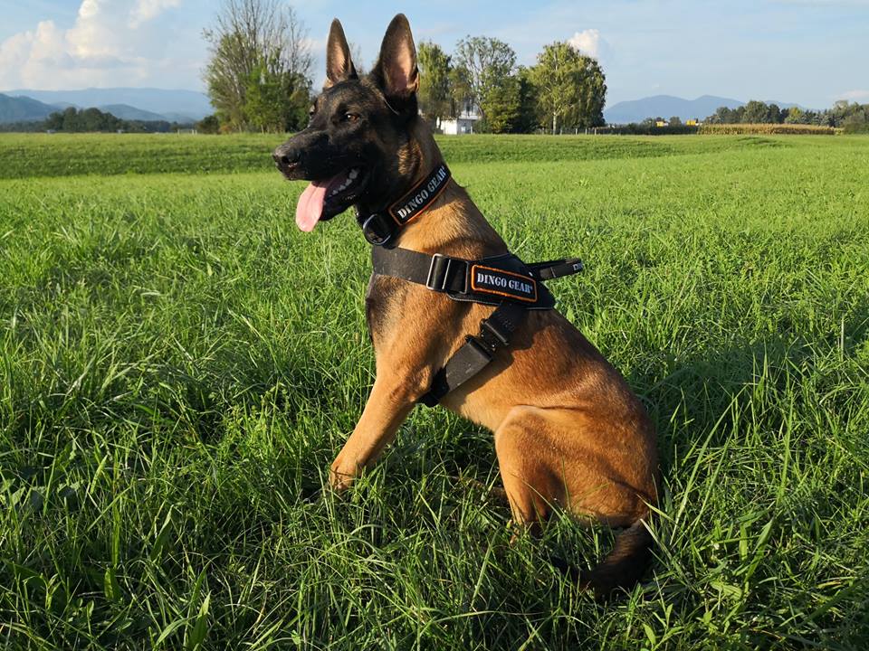 Epoch Canine Training Solutions | Epoch Canine Training Solutions