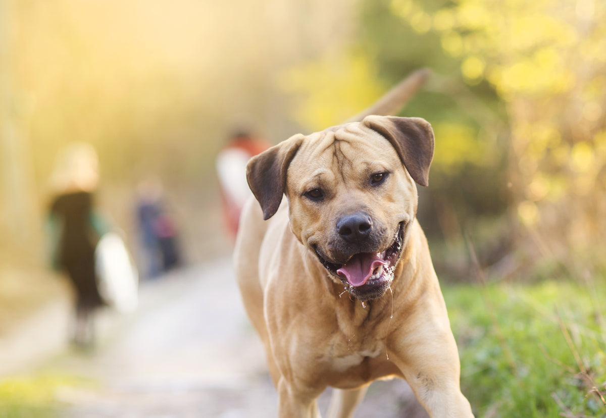 Epoch Training | Epoch Canine Training Solutions